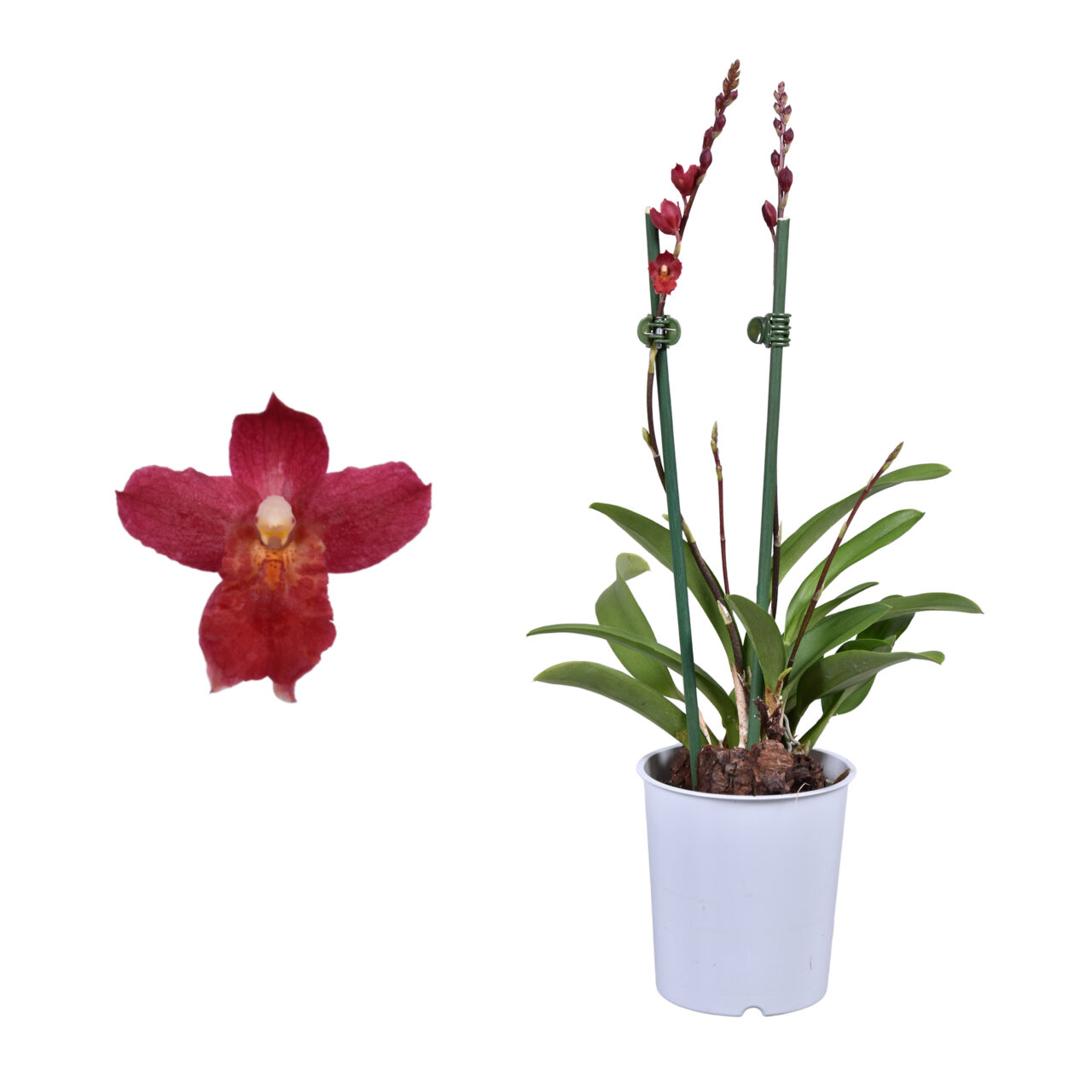Howeara Lava Burst | Lansbergen Orchideeën