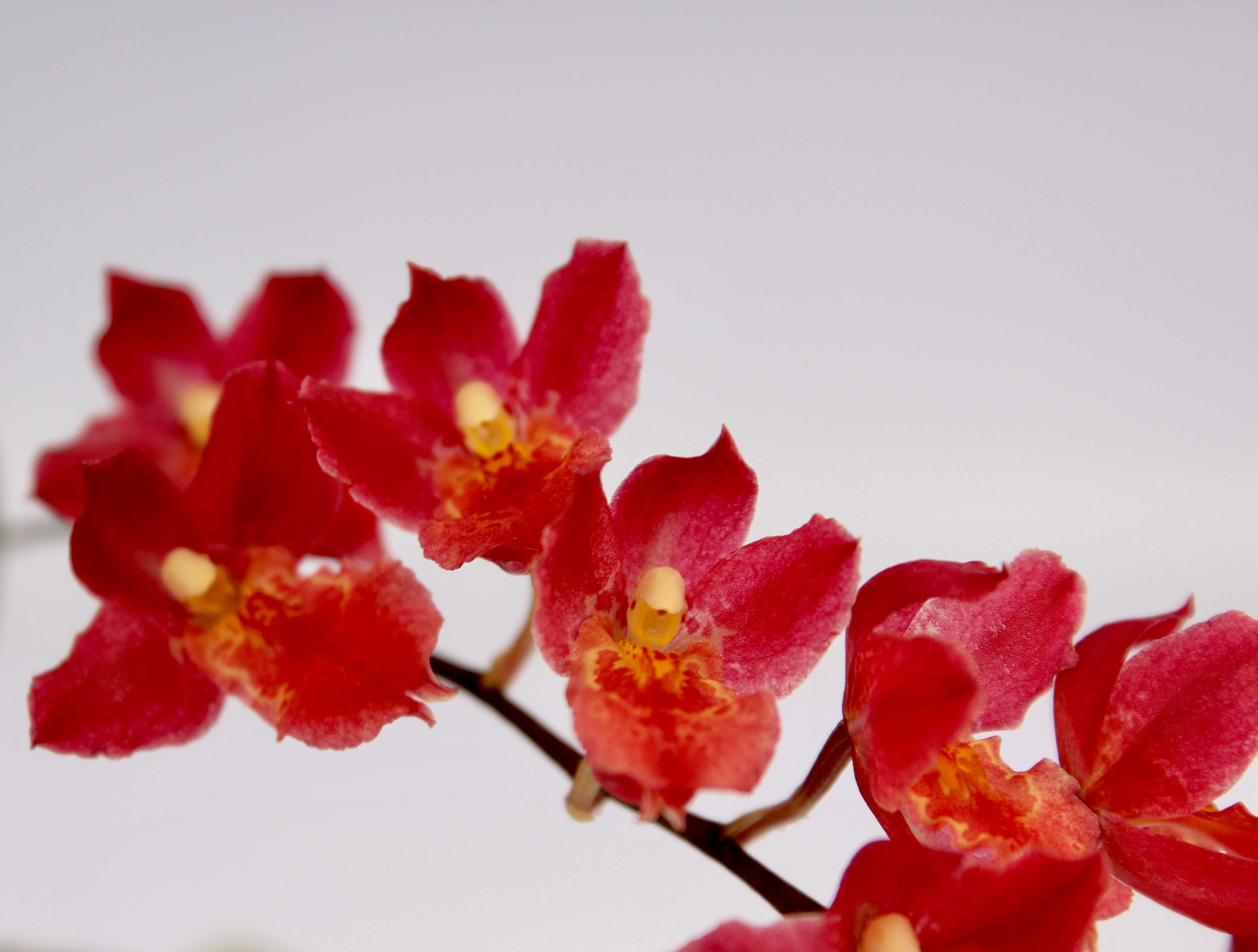 Assortiment | Lansbergen Orchideeën